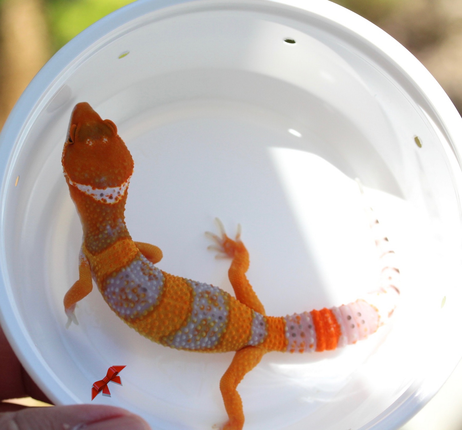 Red Diamond Inferno Tangerine Leopard Gecko by Bold & Bright Geckos ...
