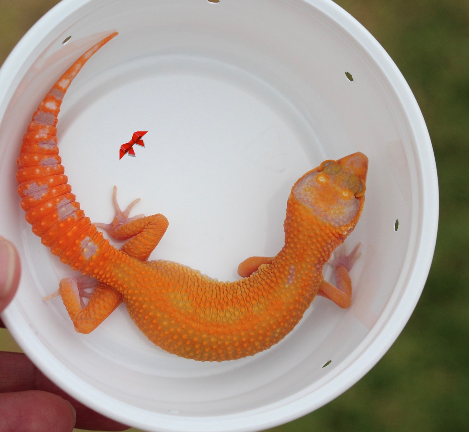 Red Diamond Cross Leopard Gecko by Bold & Bright Geckos - MorphMarket