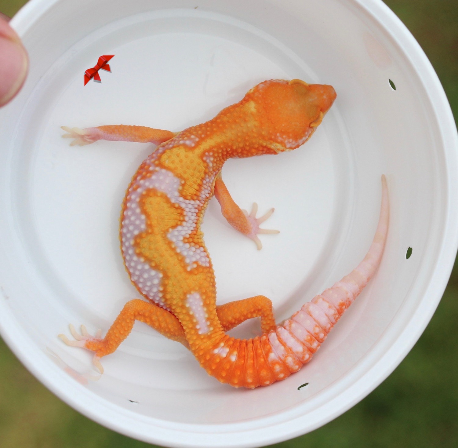 Red Diamond Cross Leopard Gecko by Bold & Bright Geckos - MorphMarket