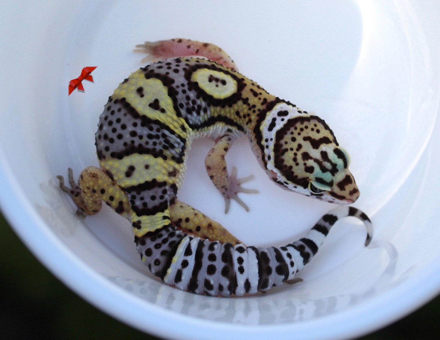 Black Night X Halloween Mask Leopard Gecko by Bold & Bright Geckos ...