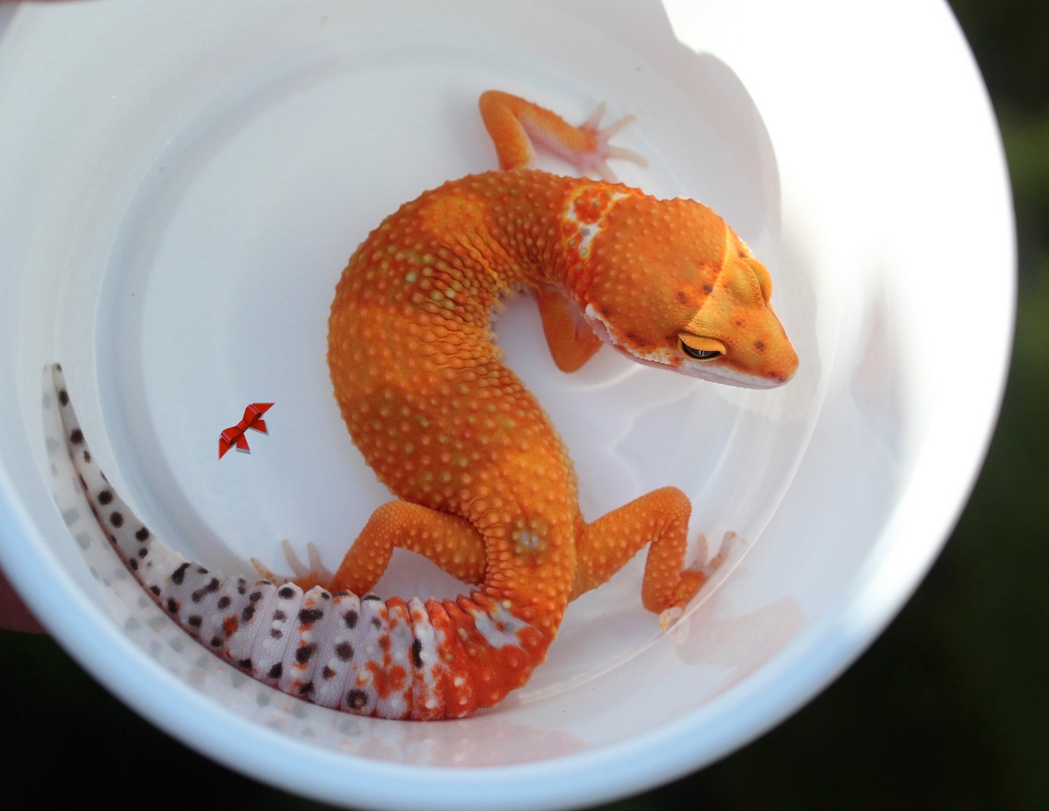 Red Diamond X Inferno Tangerine Leopard Gecko by Bold & Bright Geckos ...