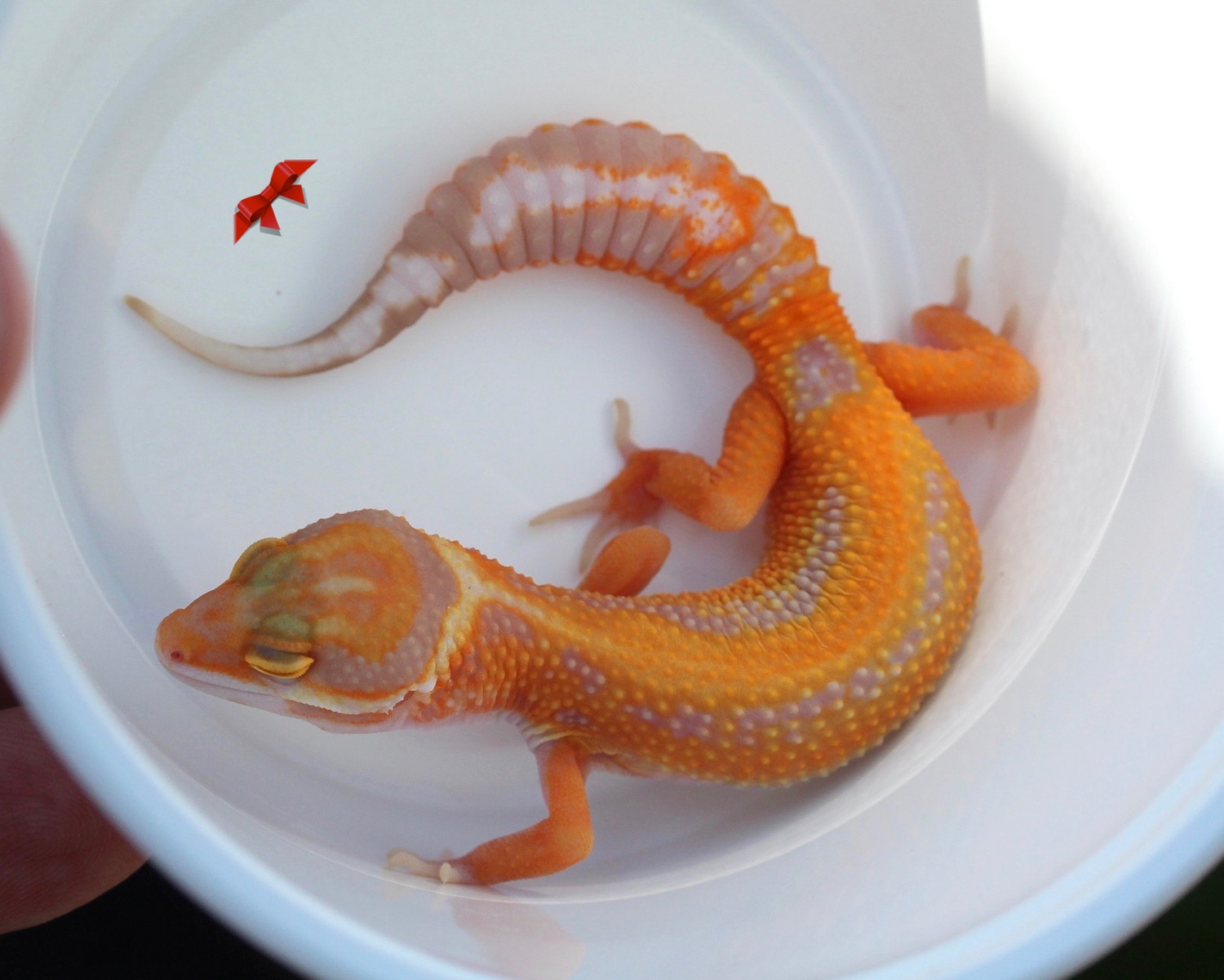 Red Diamond Cross Tremper Leopard Gecko by Bold & Bright Geckos ...