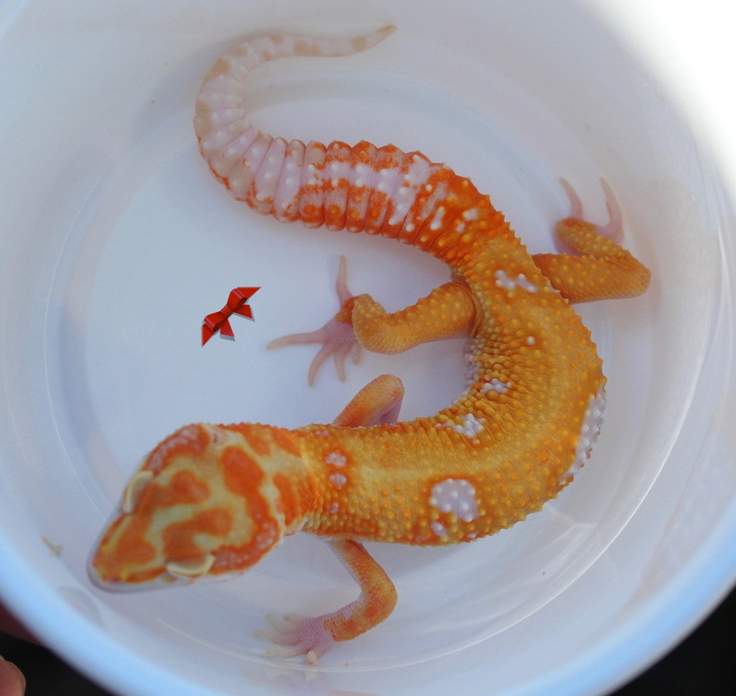 Albino (Pet Only) Leopard Gecko by Bold & Bright Geckos - MorphMarket