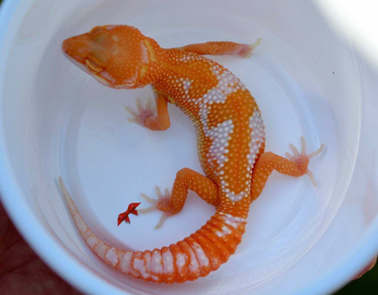 Red Diamond Tremper Leopard Gecko by Bold & Bright Geckos - MorphMarket