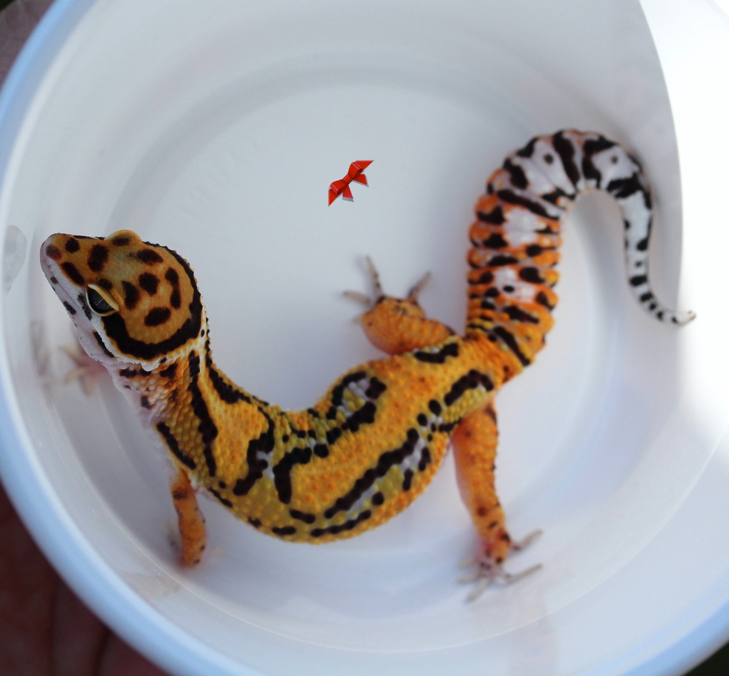 Bengal Bold Tangerine Leopard Gecko by Bold & Bright Geckos - MorphMarket
