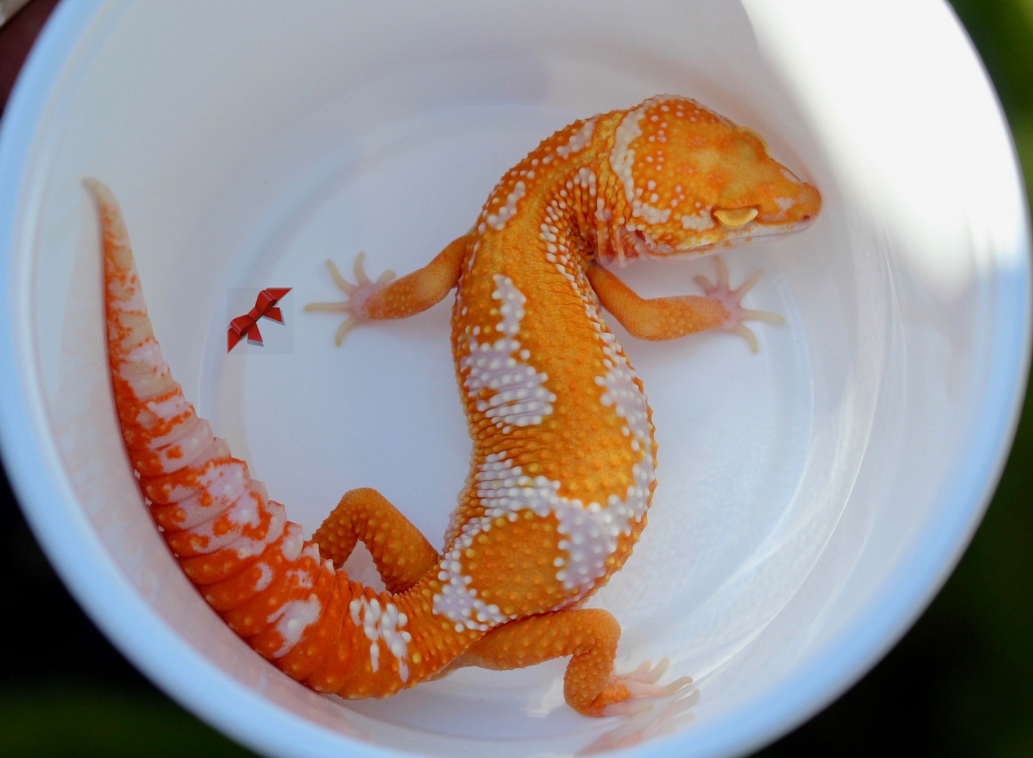 Red Diamond Tremper Leopard Gecko by Bold & Bright Geckos - MorphMarket