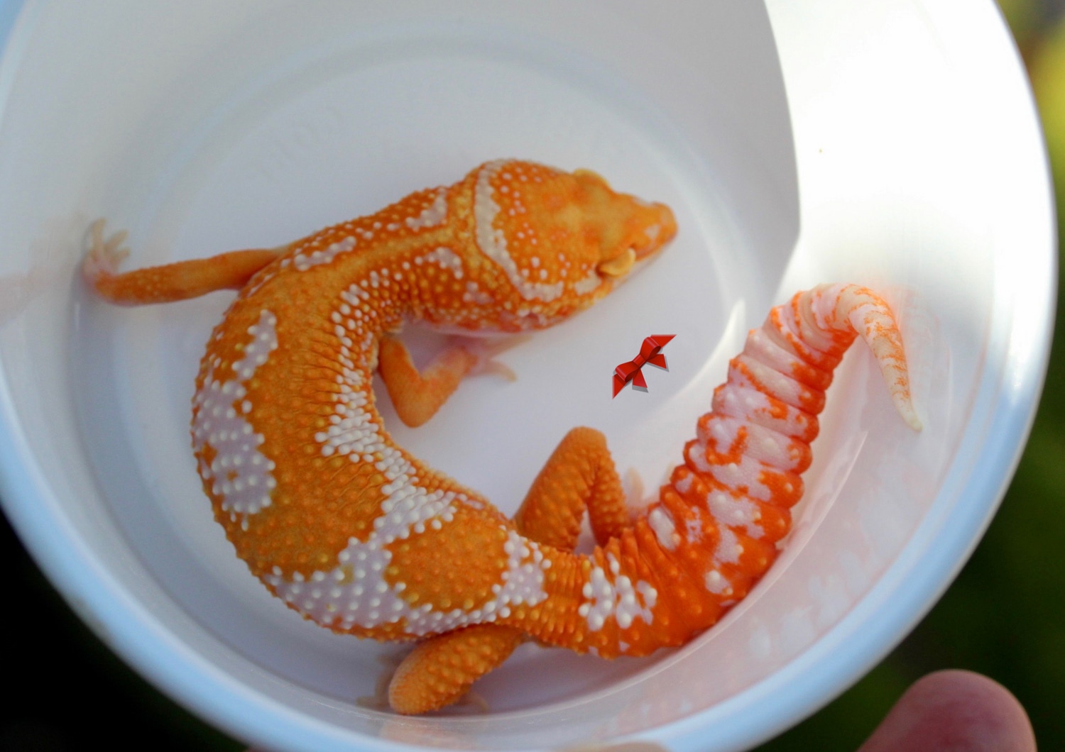 Red Diamond Tremper Leopard Gecko by Bold & Bright Geckos - MorphMarket