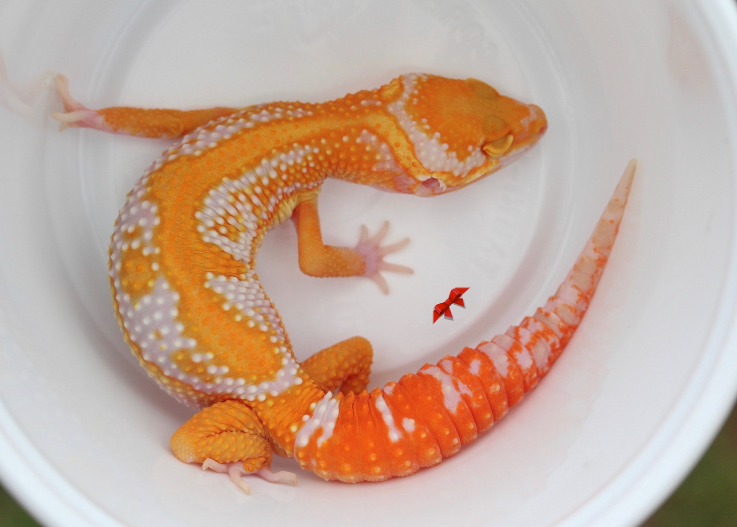Red Diamond Cross Tremper Leopard Gecko by Bold & Bright Geckos ...