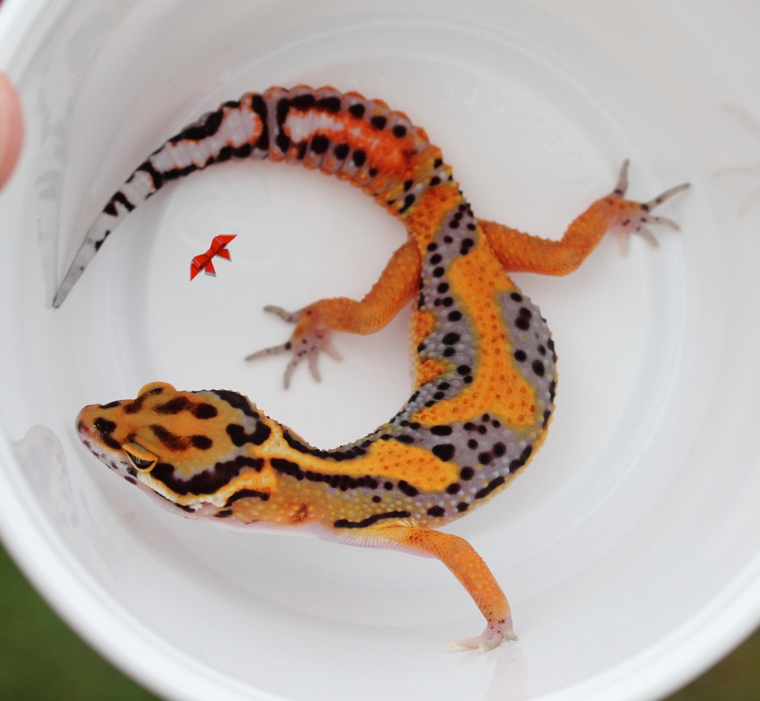 Red Diamond X Bengal Leopard Gecko by Bold & Bright Geckos - MorphMarket