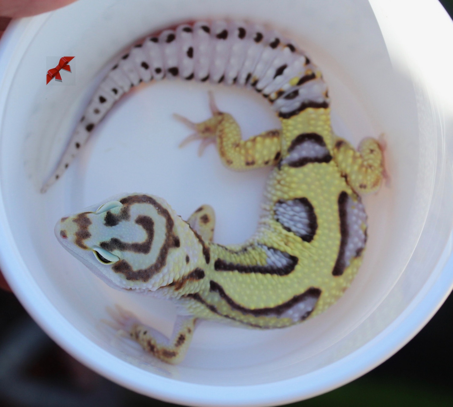 High Lavender Bold Stripe Bandit Leopard Gecko by Bold & Bright Geckos ...