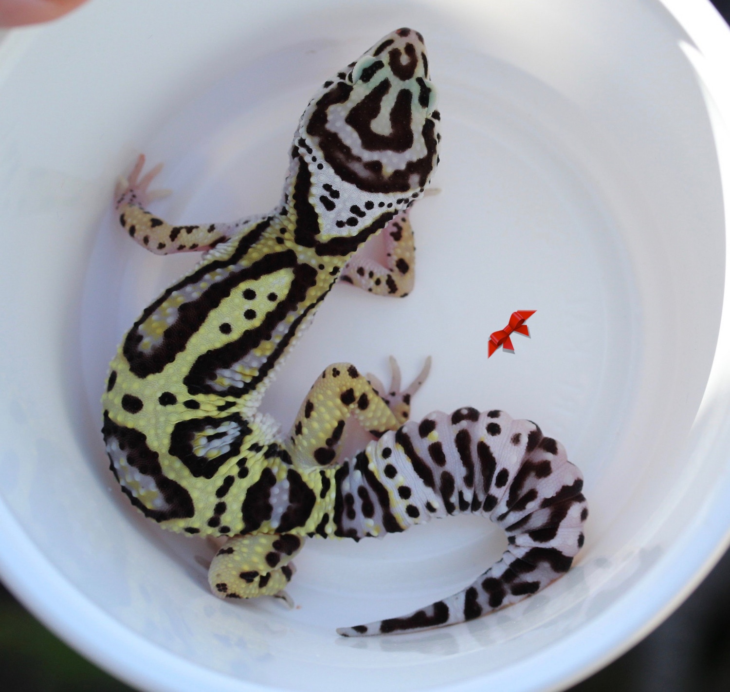 Extreme Bold Black Night Tug Snow Leopard Gecko by Bold & Bright Geckos ...