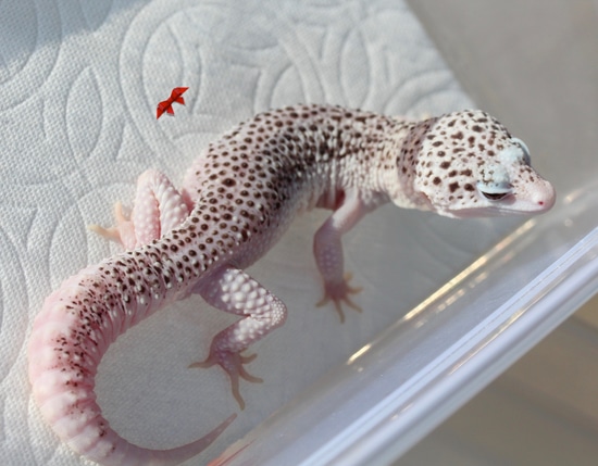 Pied Super Snow Eclipse Leopard Gecko by Bold & Bright Geckos