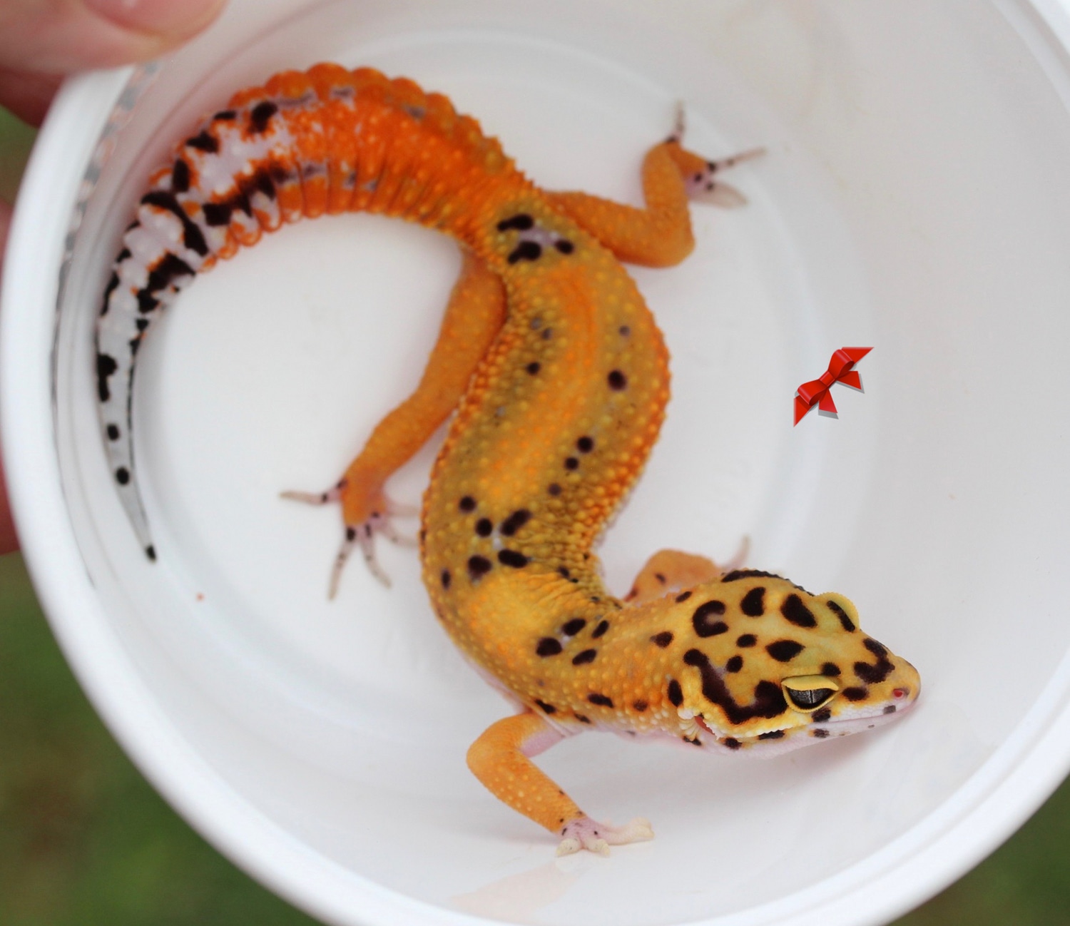 Red Diamond X Bengal Tangerine Leopard Gecko by Bold & Bright Geckos ...