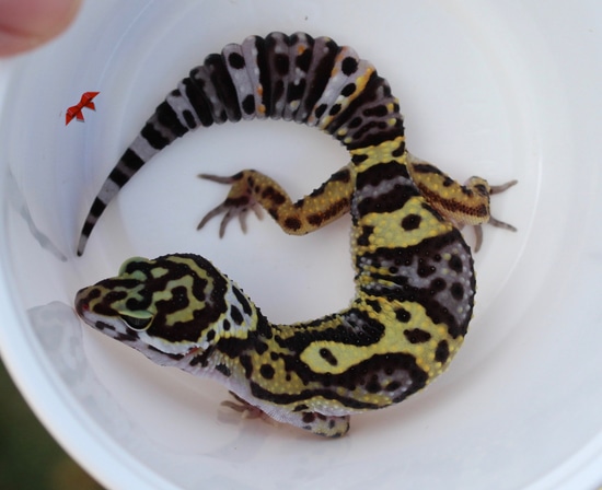 Black Night X Halloween Mask Leopard Gecko by Bold & Bright Geckos
