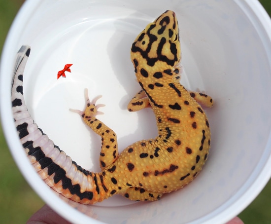 Eclipse Firebold Bengal Leopard Gecko by Bold & Bright Geckos