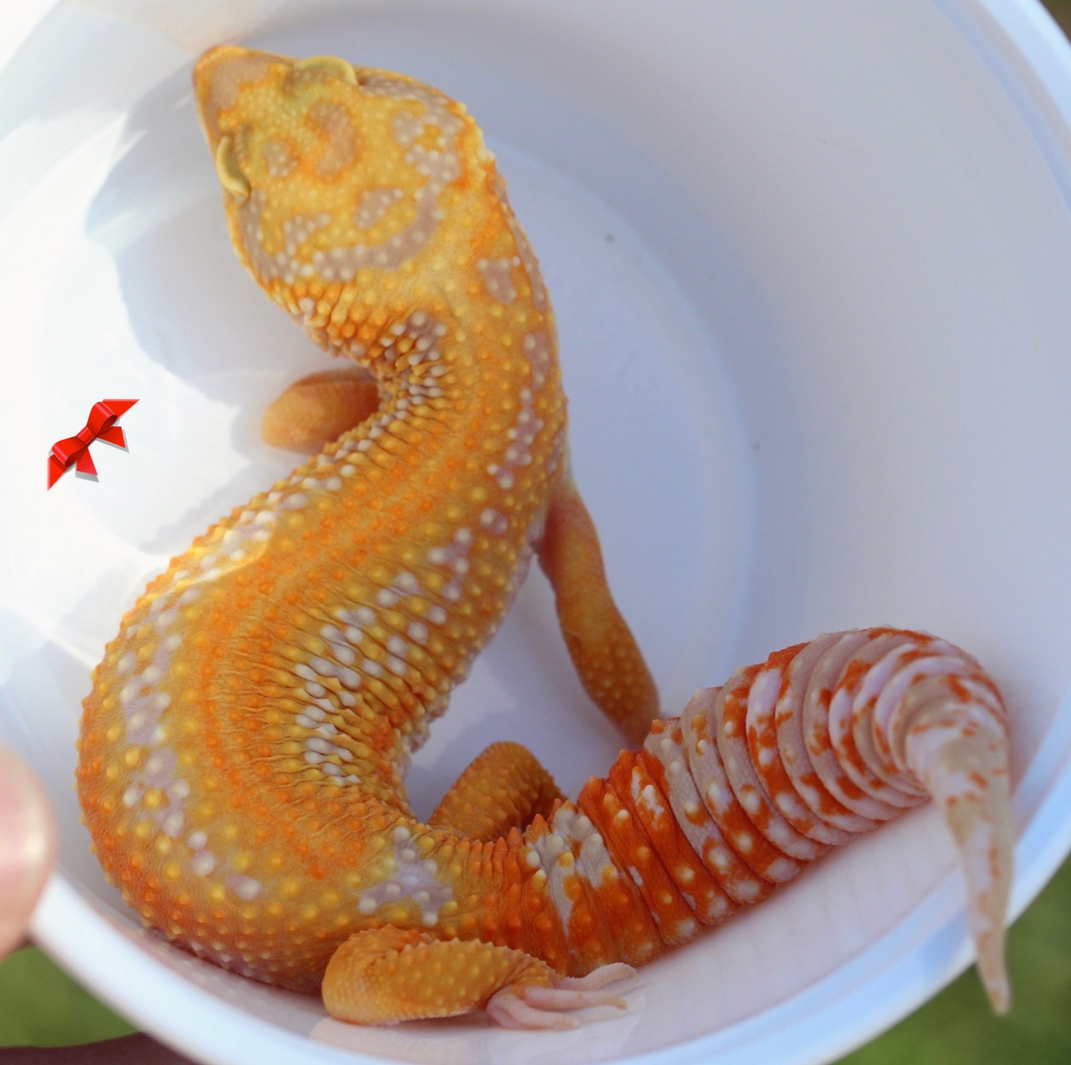 Ed Diamond Clown-G Tremper Leopard Gecko by Bold & Bright Geckos ...