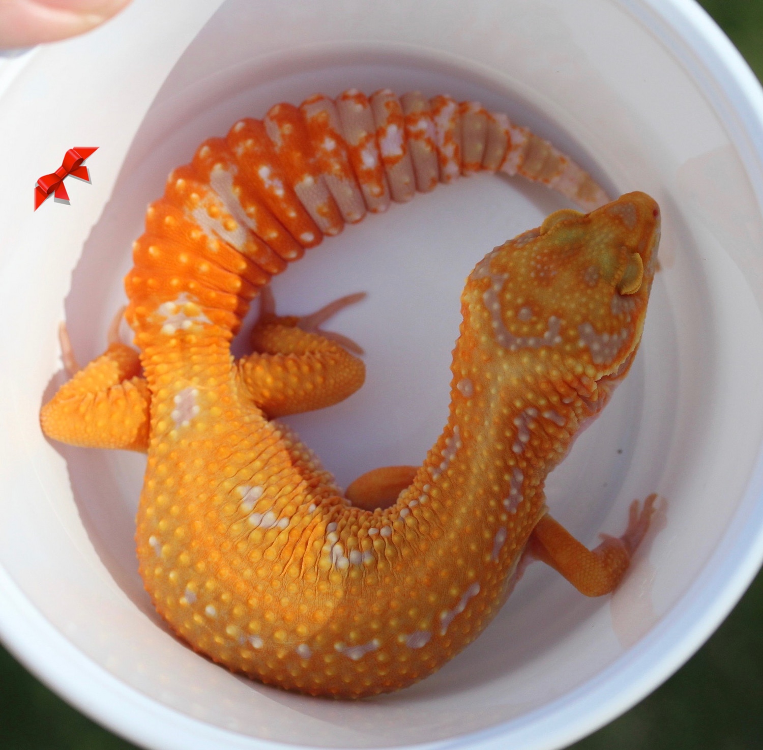 Red Diamond Clown G Tremper Pos Het Eclipse Leopard Gecko by Bold ...