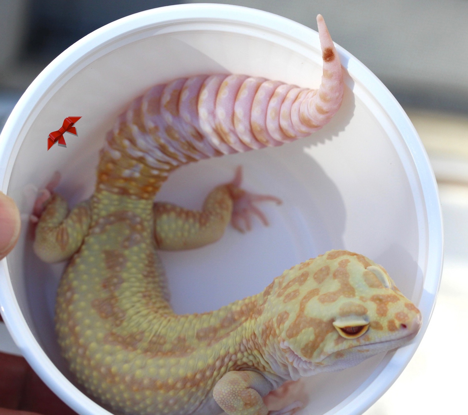 Reverse Stripe Tremper (102 G) Leopard Gecko by Bold & Bright Geckos ...