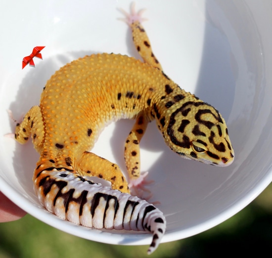 Blood Emerine X Halloween Mask Leopard Gecko by Bold & Bright Geckos