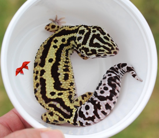 Extreme Bold Black Night Tug Snow Leopard Gecko by Bold & Bright Geckos
