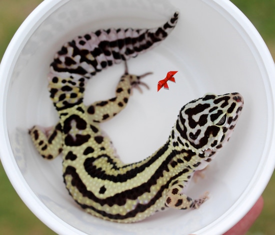 Extreme Bold Black Night Tug Snow Leopard Gecko by Bold & Bright Geckos