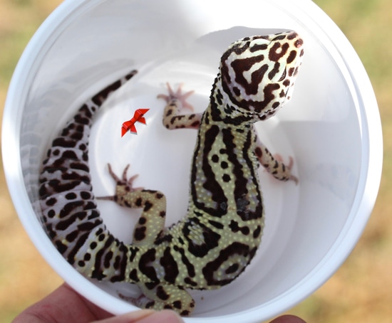 Extreme Bold Tug Snow Leopard Gecko by Bold & Bright Geckos