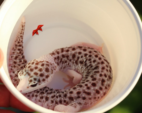 Galaxy Leopard Gecko by Bold & Bright Geckos