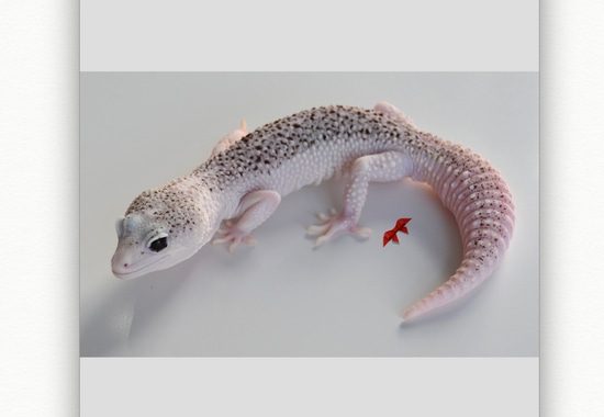 "Bald Pied" Galaxy (Pet Only) Leopard Gecko by Bold & Bright Geckos