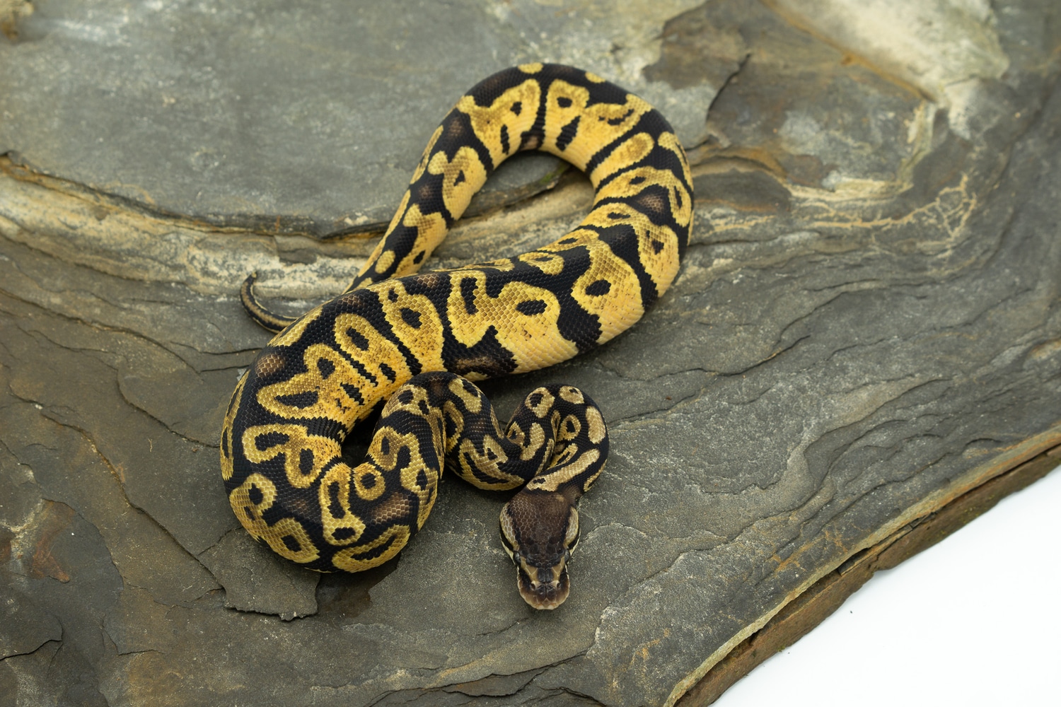 Pastel Asphalt/Yellowbelly Ball Python by 777 Reptiles - MorphMarket