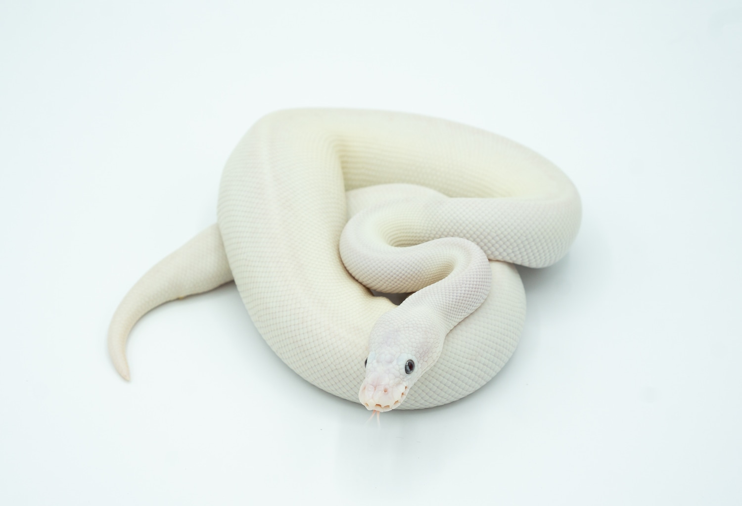Mojave Lesser Spider Ball Python by 777 Reptiles - MorphMarket