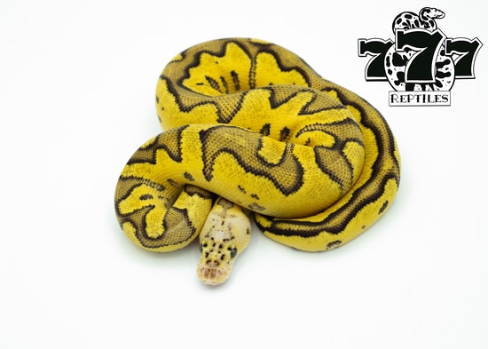 Firefly Clown Het. Desert Ghost Ball Python by 777 Reptiles
