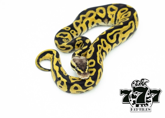 Pastel Leopard Ball Python by 777 Reptiles