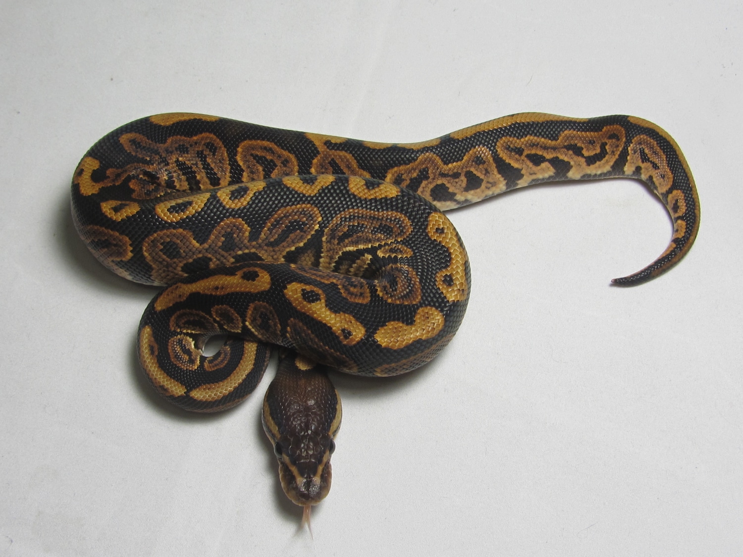 Orange Dream Black Pastel Ball Python by BND Morphs - MorphMarket