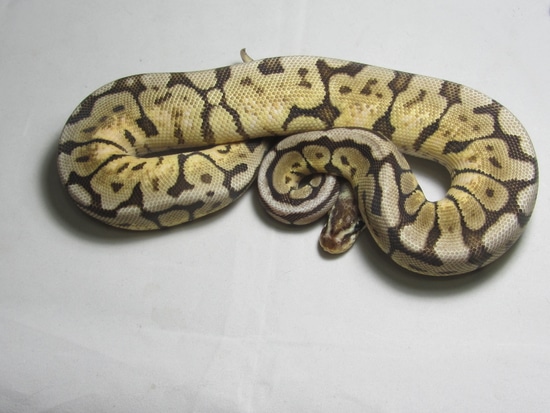 Black Widow Ball Python by BND Morphs
