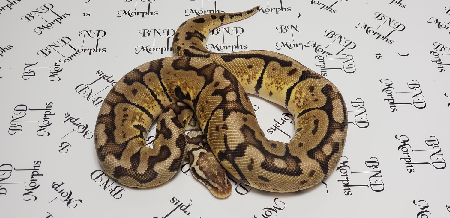 Pastel Woma Het Ultramel Ball Python by BND Morphs - MorphMarket