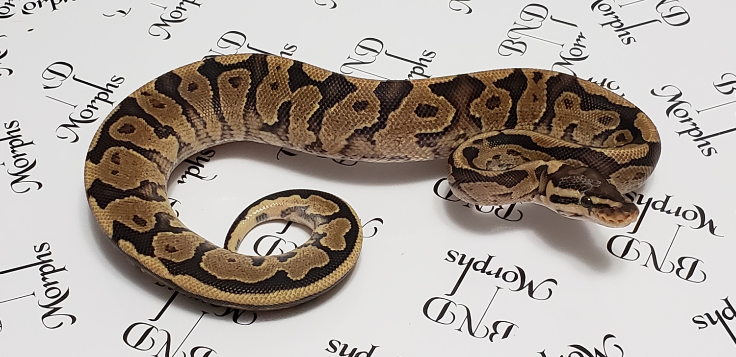 Fire YB/Gravel Ball Python by BND Morphs - MorphMarket