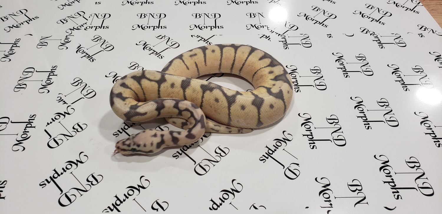 Fire Bumble Bee Ghost Ball Python by BND Morphs - MorphMarket