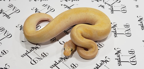 Pastel Champagne Clown Ball Python by BND Morphs