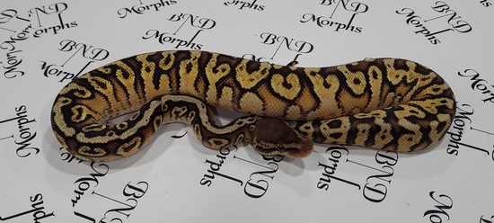 Inferno Ball Python by BND Morphs