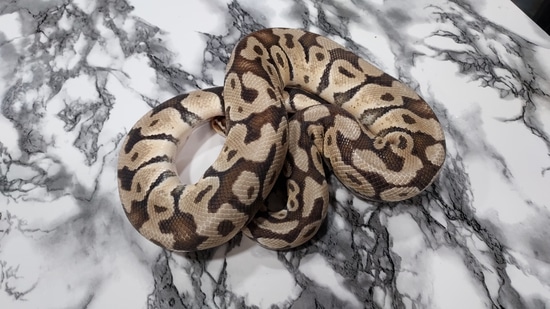 Pastel Dbl Het Hypo Clown 992 Gr Ball Python by BND Morphs