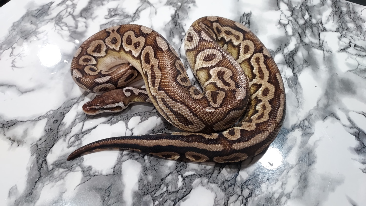 Pewter Yellow Belly Ball Python by BND Morphs - MorphMarket