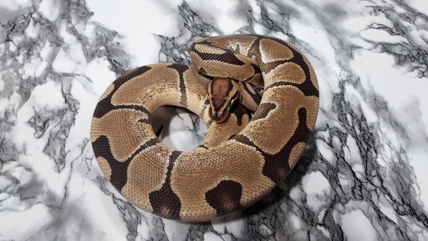 Enchi Dbl Het Hypo Clown Ball Python by BND Morphs - MorphMarket
