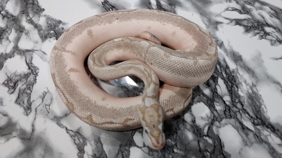 Bamboo Spider Hypo Ball Python by BND Morphs