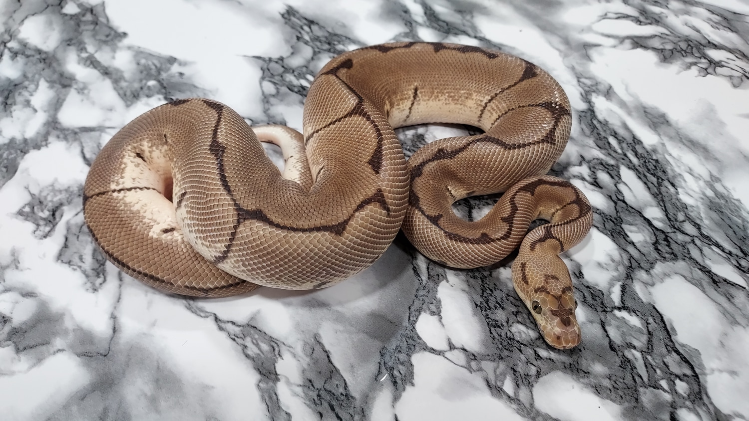 Enchi Spider Clown Ball Python by BND Morphs - MorphMarket