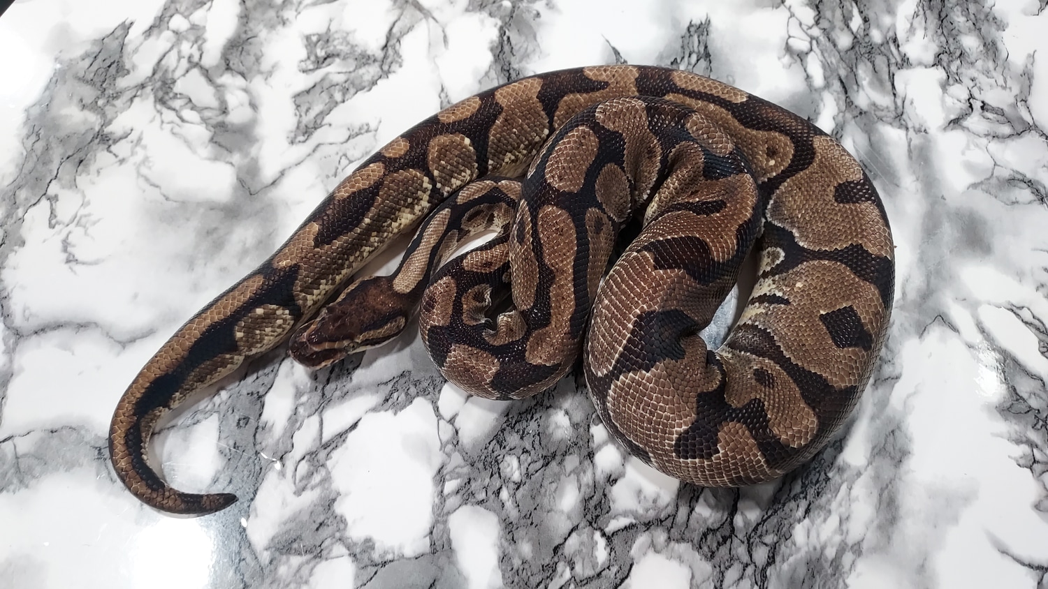 Enchi Blade Ball Python by BND Morphs - MorphMarket