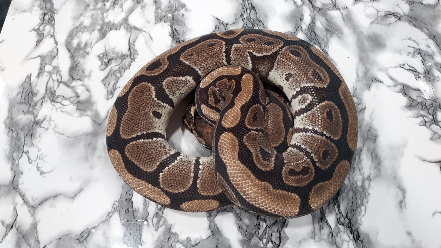 Milk Chocolate Ball Python by BND Morphs - MorphMarket