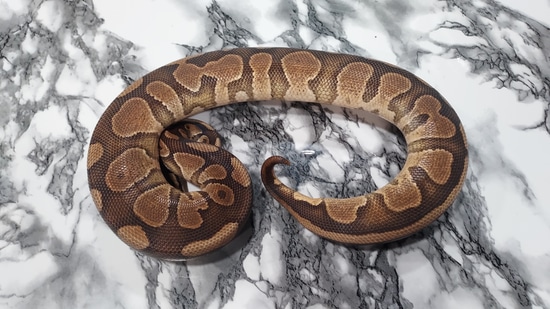 Black Pastel Enchi Arroyo Ball Python by BND Morphs