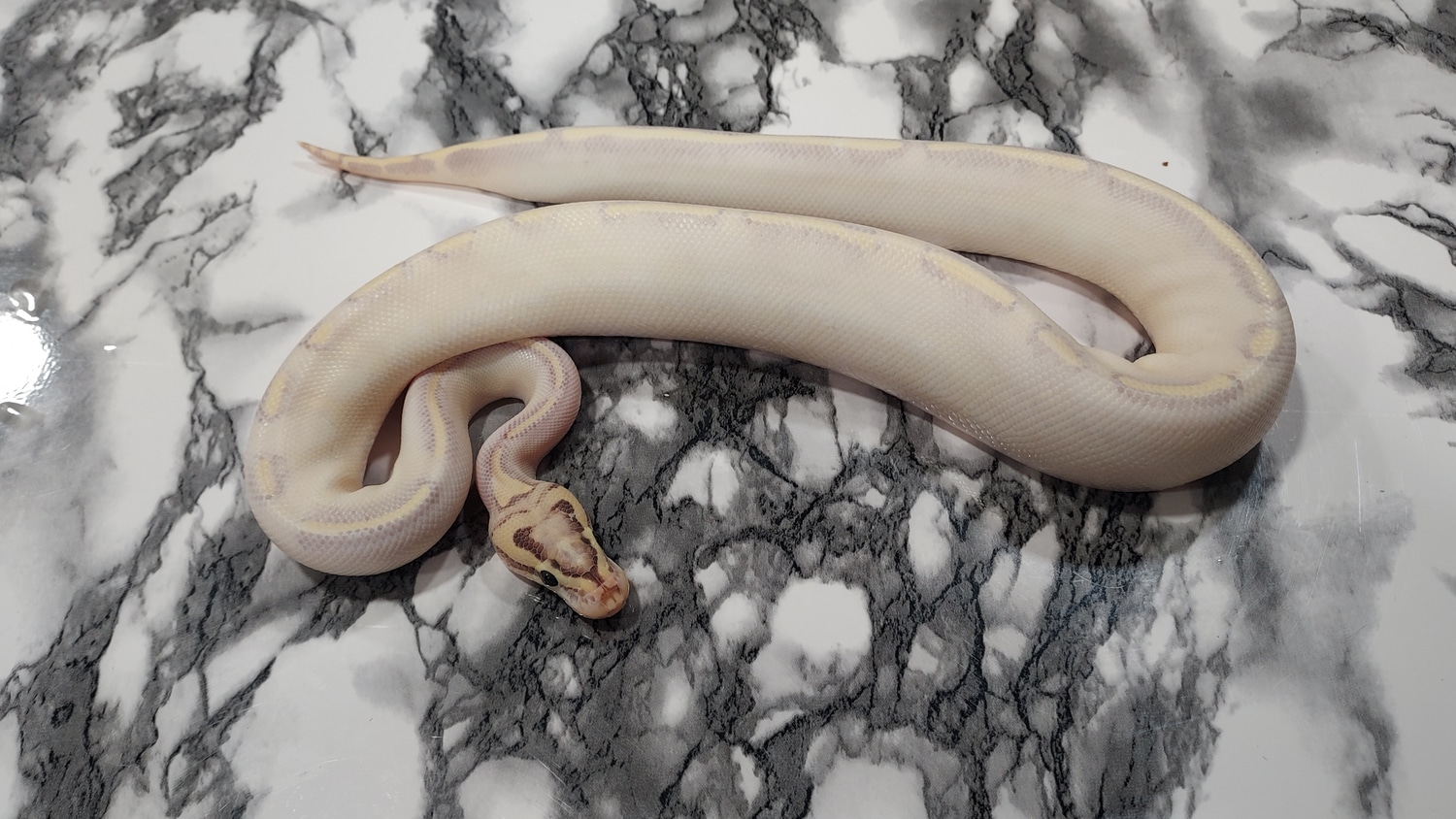 Pastel Enchi Fire Highway Ball Python by BND Morphs - MorphMarket