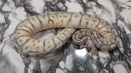 Black Pewter Fire Bee Hypo 325 Gr Ball Python by BND Morphs