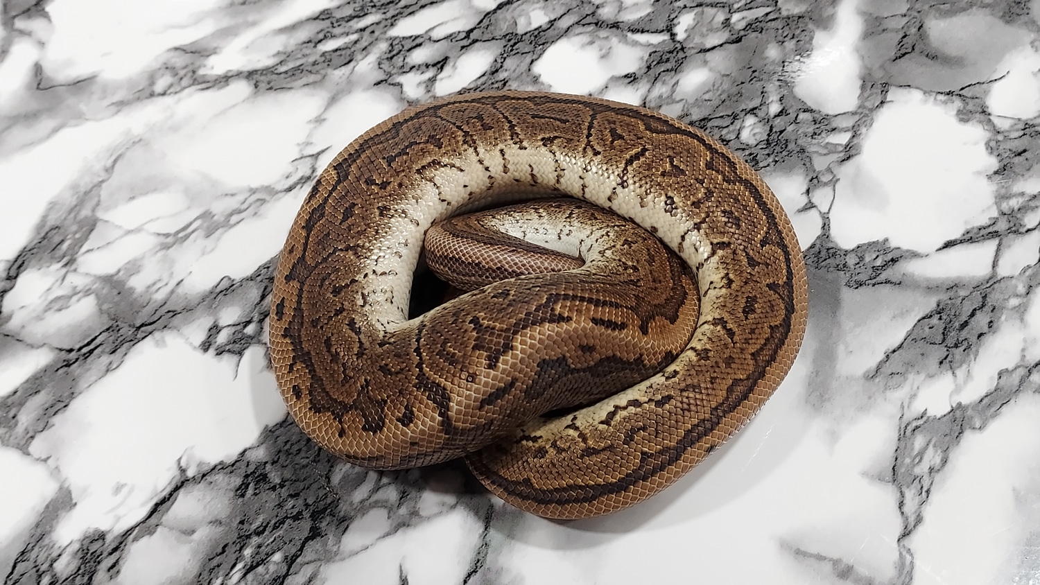 Black Pastel Arroyo Pinstripe Ball Python by BND Morphs - MorphMarket